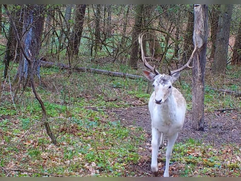 W Młynarach pojawił się Biały Daniel [WIDEO]