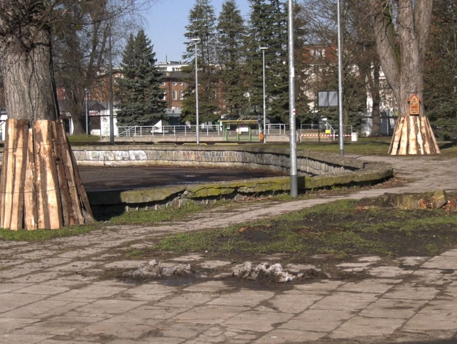 Ile drzew jest wycinanych w Elblągu? Powstała mapa [WIDEO]